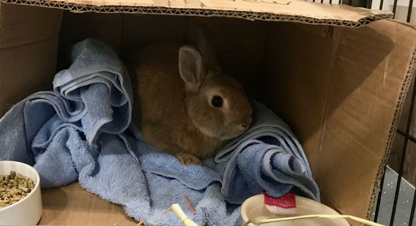 Adelaide Airport Agents Mistake Bunny For Bomb