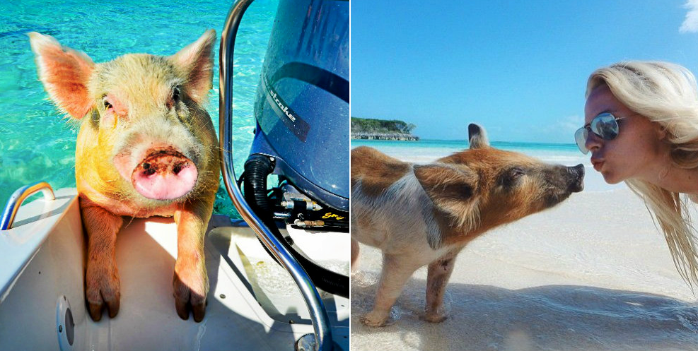20 Things To Know About The Pig Island In The Bahamas