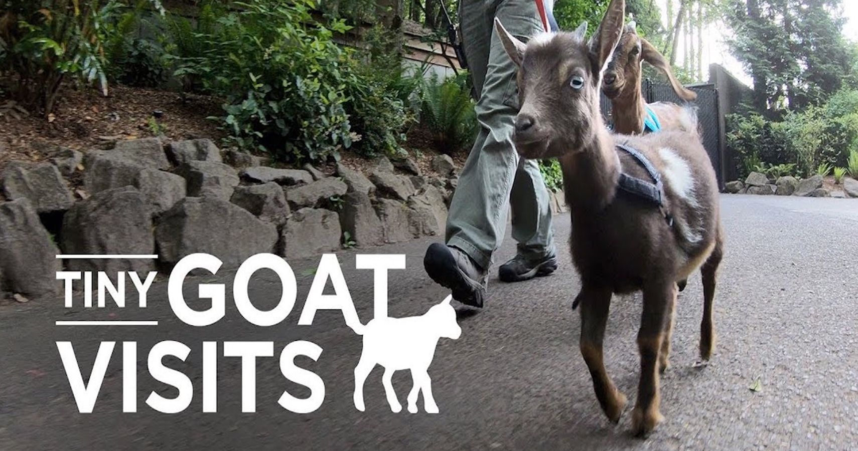 Watch: Oregon Zoo's Baby Goats Get To Visit The Seals