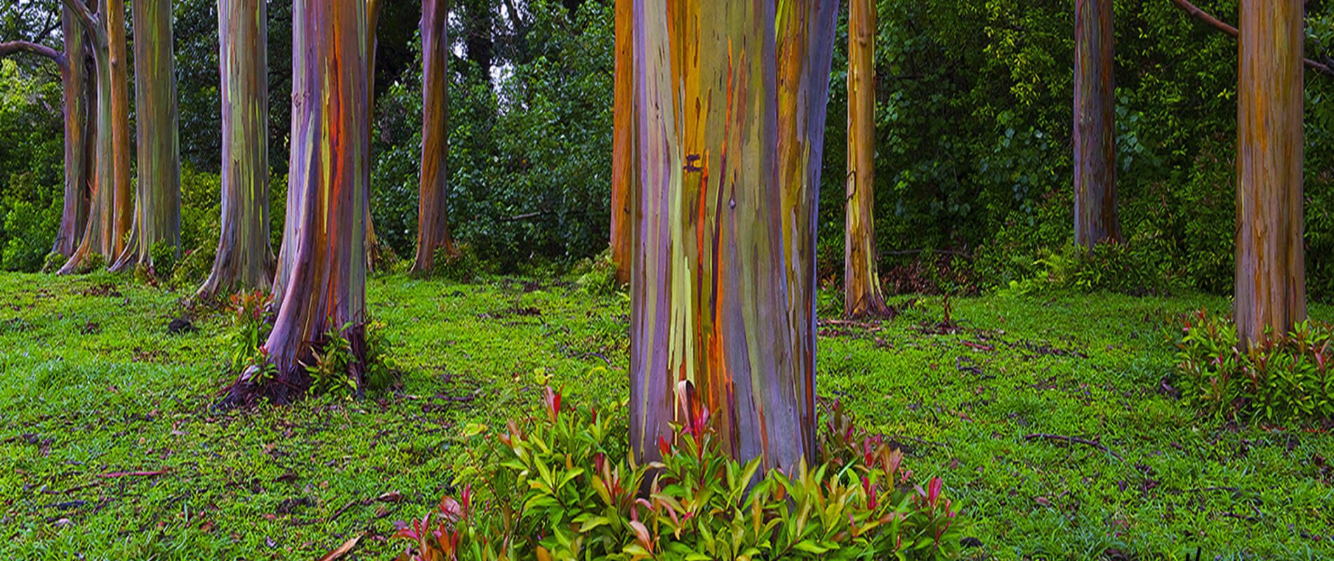 23 Rare And Bizarre Things That Actually Exist On Our Earth