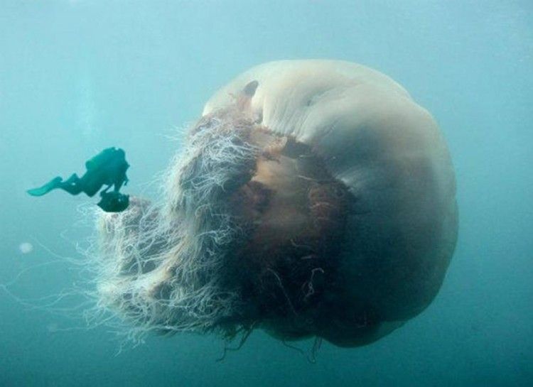 25 Things Actually Found Underwater By Deep-Sea Divers