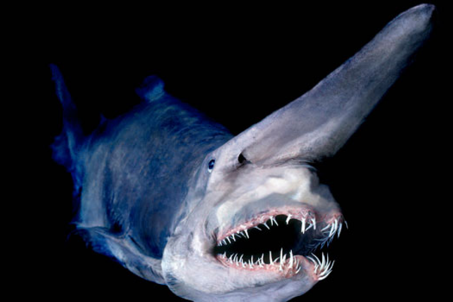 25 Things Actually Found Underwater By Deep-Sea Divers