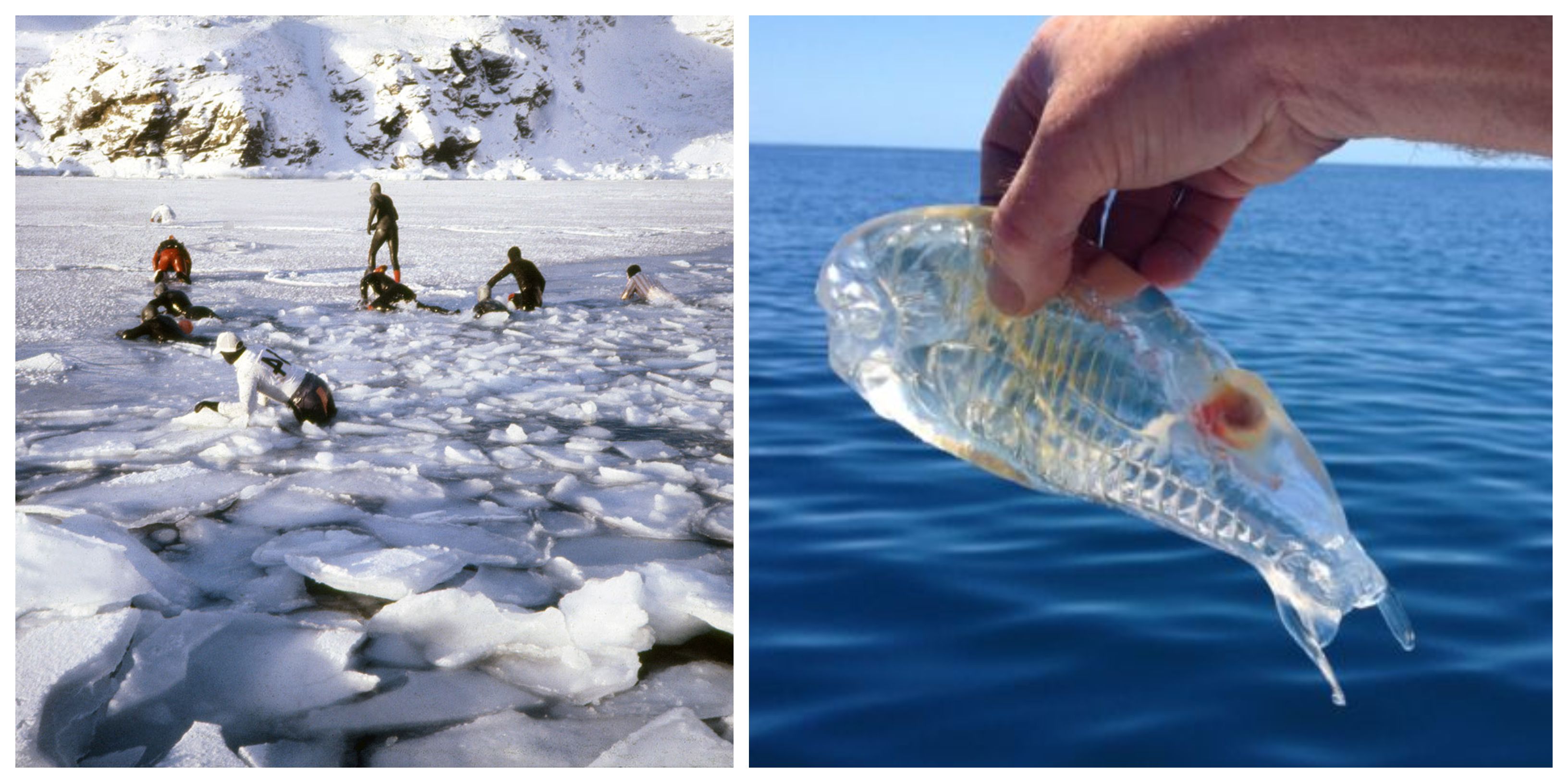 11 Bizarre Things Hidden Right Underneath The Antarctic (11 Found Above ...
