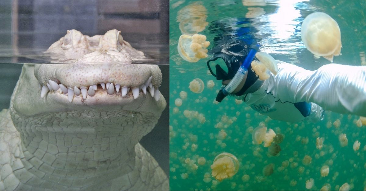 25 Rare And Bizarre Things That Actually Exist On Our Earth