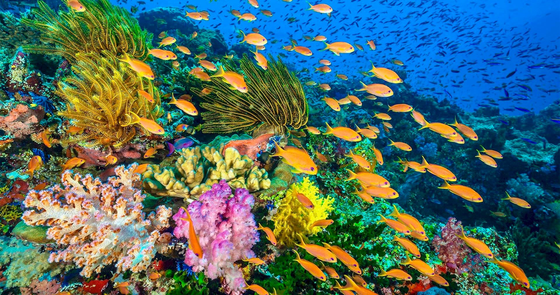 WWF Hopes New Web-Based Tool Can Help Study And Save Coral Reefs