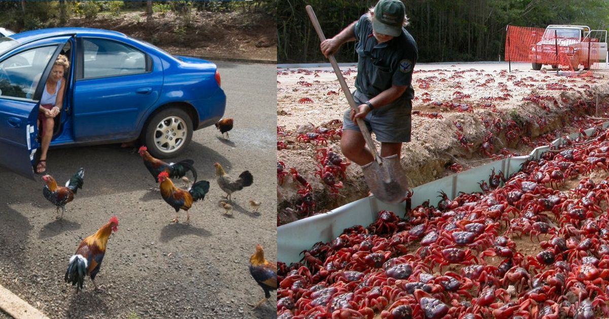 20 Islands With More Animals Inhabiting Them Than People