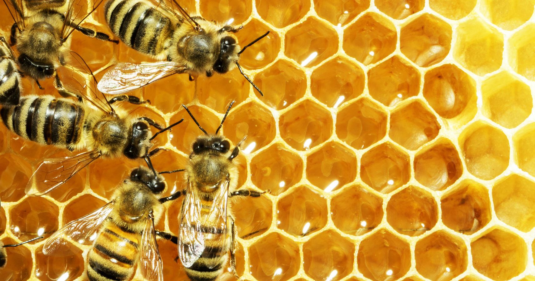 Flight Delayed For Hours Thanks To Swarm Of Bees