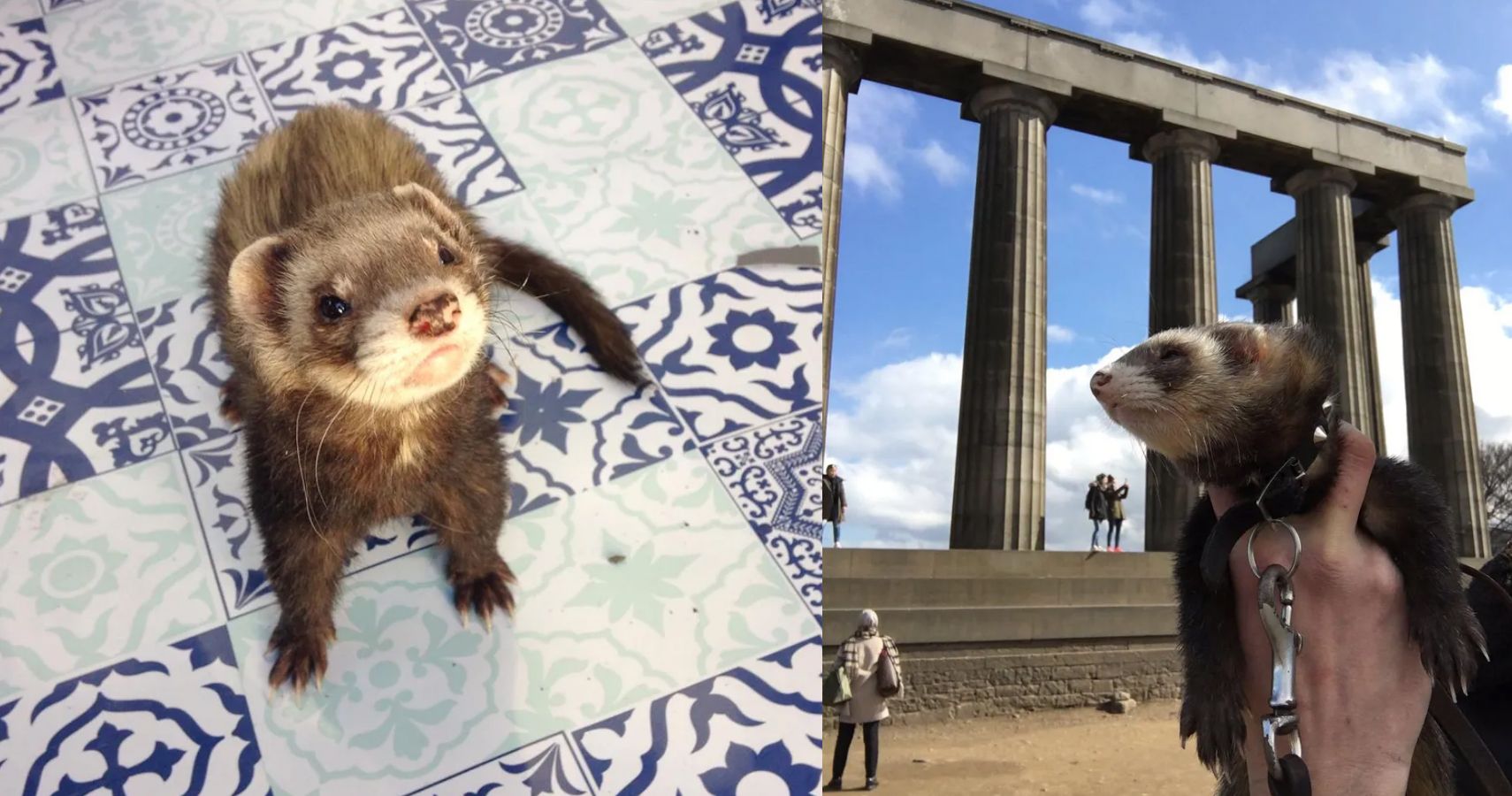 慈善活動のために世界を旅したフェレットのバンディット