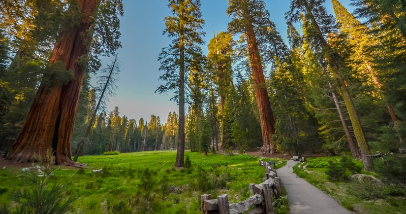 Is It Possible To Visit The Coastal Redwood Hyperion, The World's ...