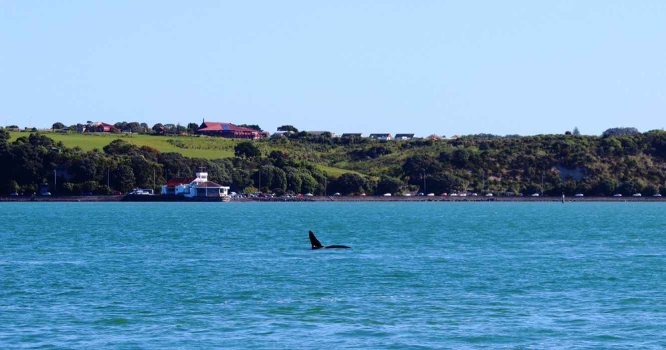 10 Things To Know Before You Go Whale Watching In New Zealand