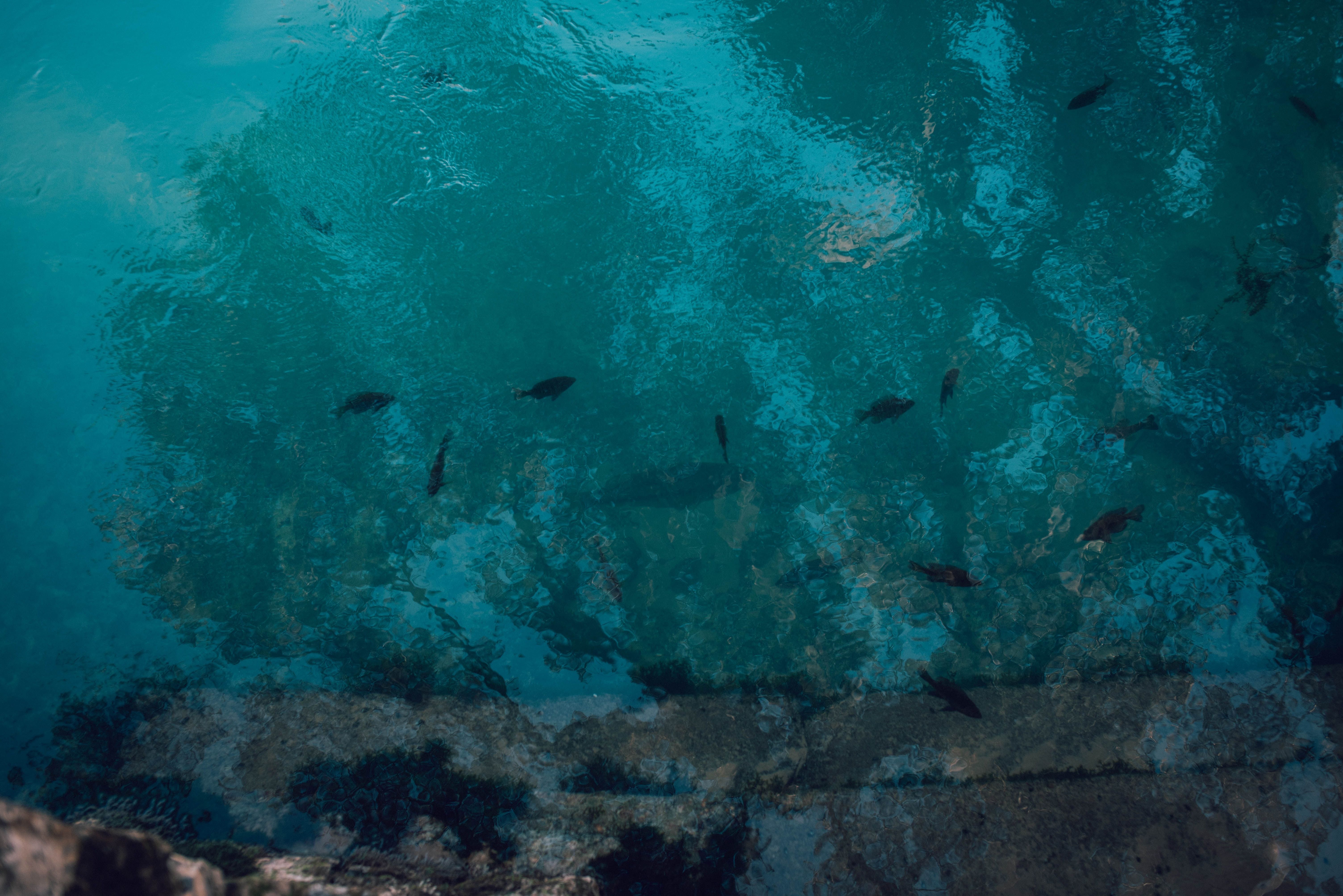 Everything You Need To Know About Swimming At Florida Caverns State Park