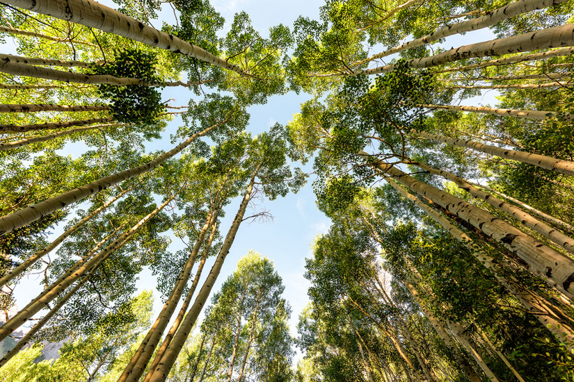 "I Spread": Why Utah's Pando Tree, The Largest In The World, Is So ...
