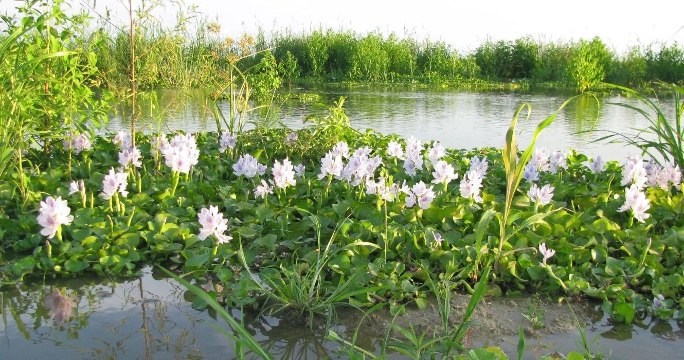 Al Sudd: What To Know Of The Massive Swamp On The Nile That Blocked The ...