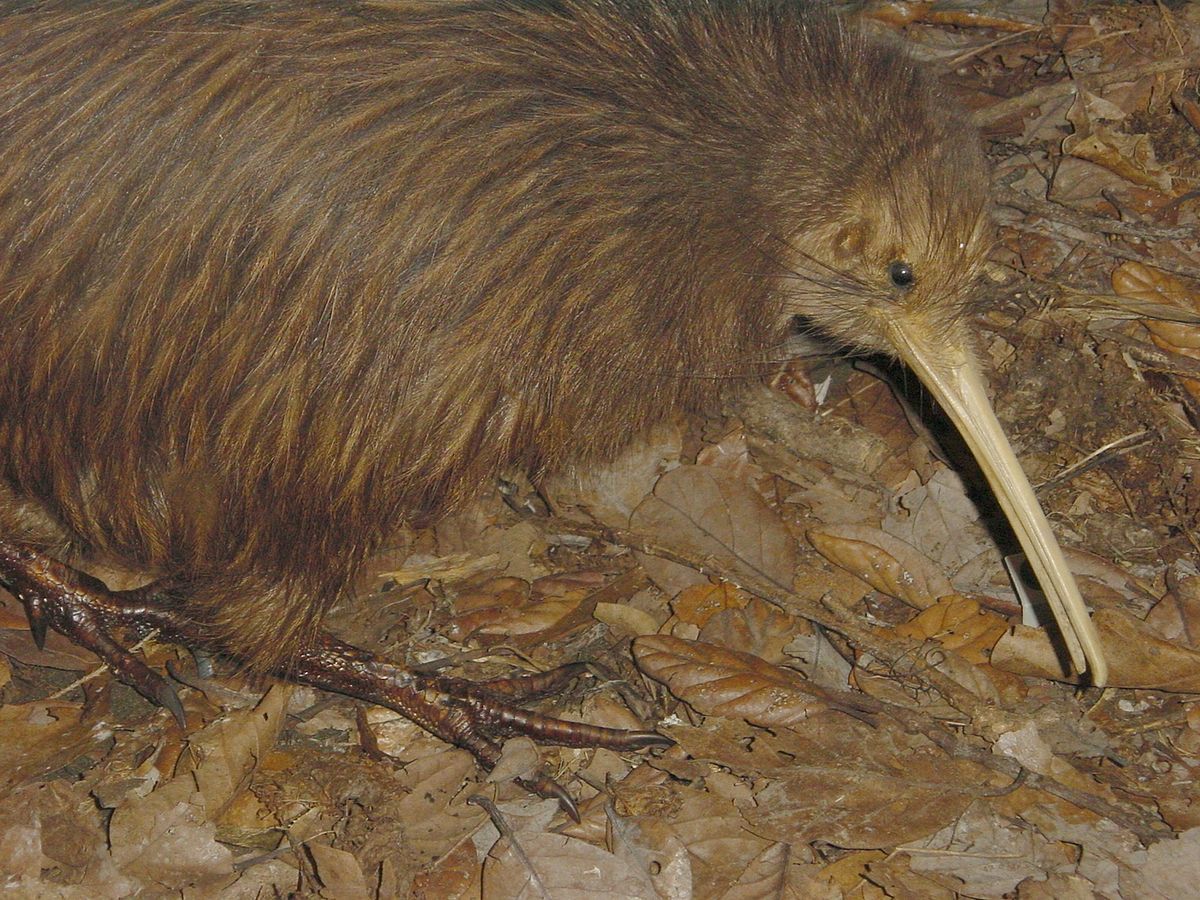 How To Actually See New Zealand's Most Iconic, But Elusive Kiwi Bird
