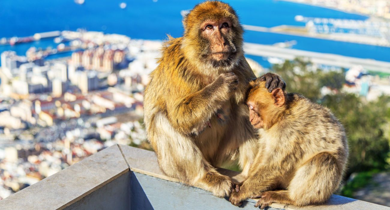 What To Know About Visiting The Gibraltar Macaques: The Only Wild ...