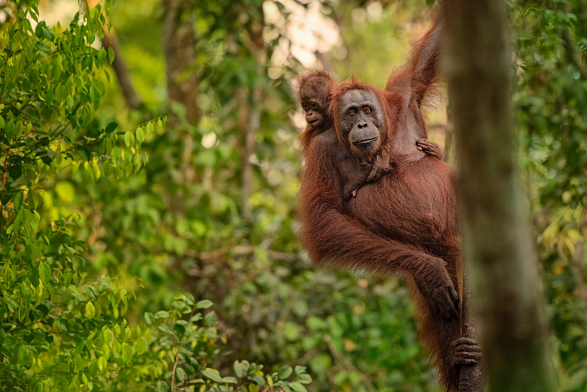 These Are 10 Countries With Tropical Rainforests Worth Seeing In Person