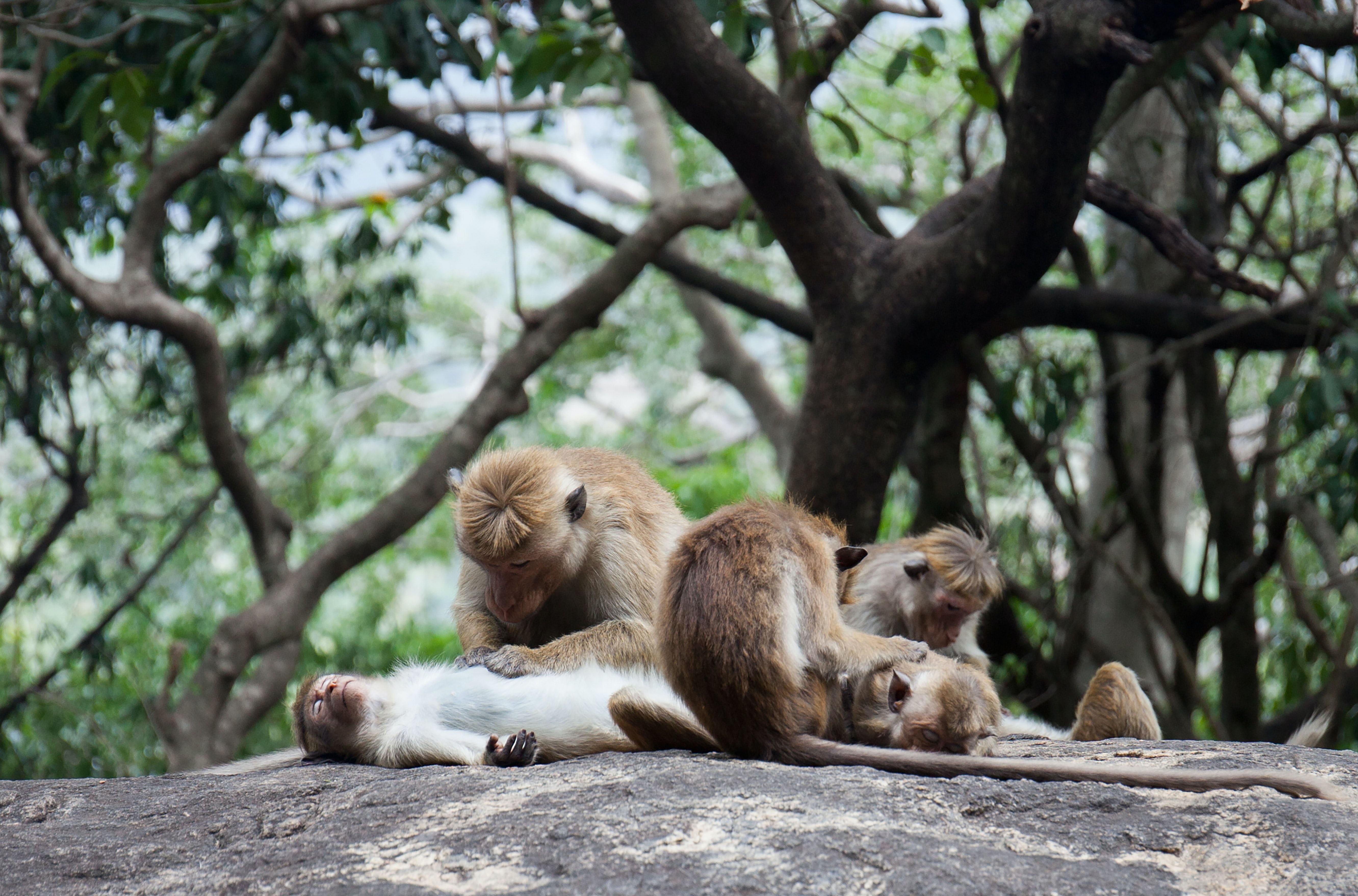 This Florida State Park Is Home To An Invasive Colony Of Macaque Monkeys