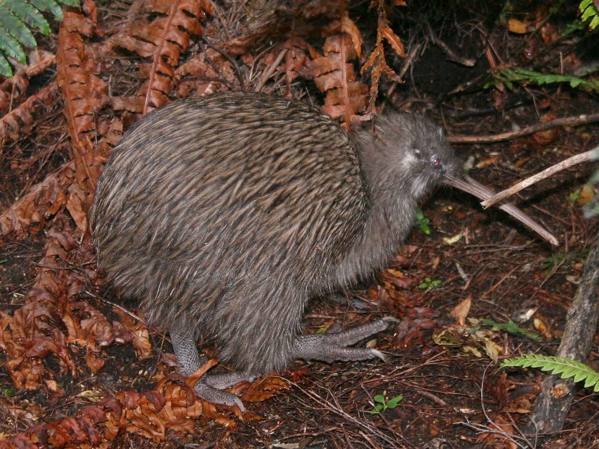How To Actually See New Zealand's Most Iconic, But Elusive Kiwi Bird