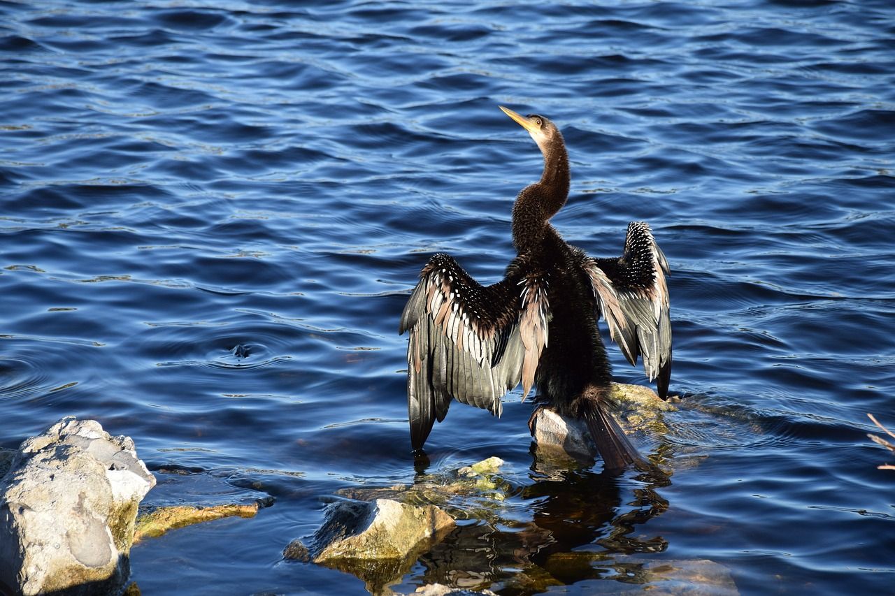Lake Toho Kissimmee: A Natural Wonderland of Boating, Fishing ...