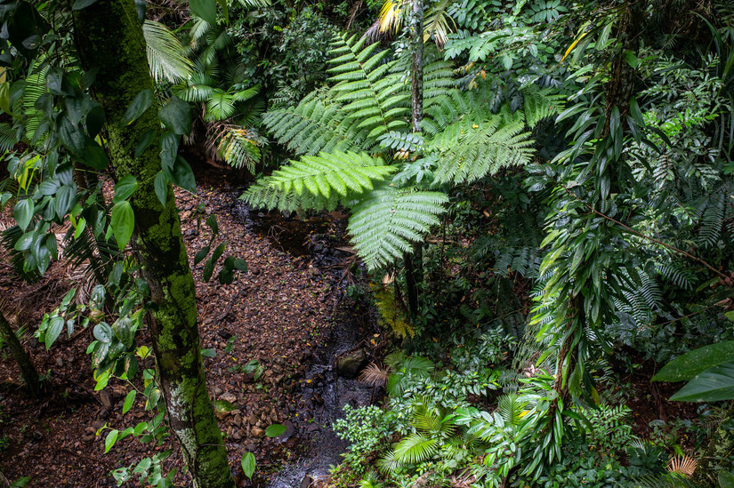 10 Incredible Facts About The Daintree Rainforest You Should Know