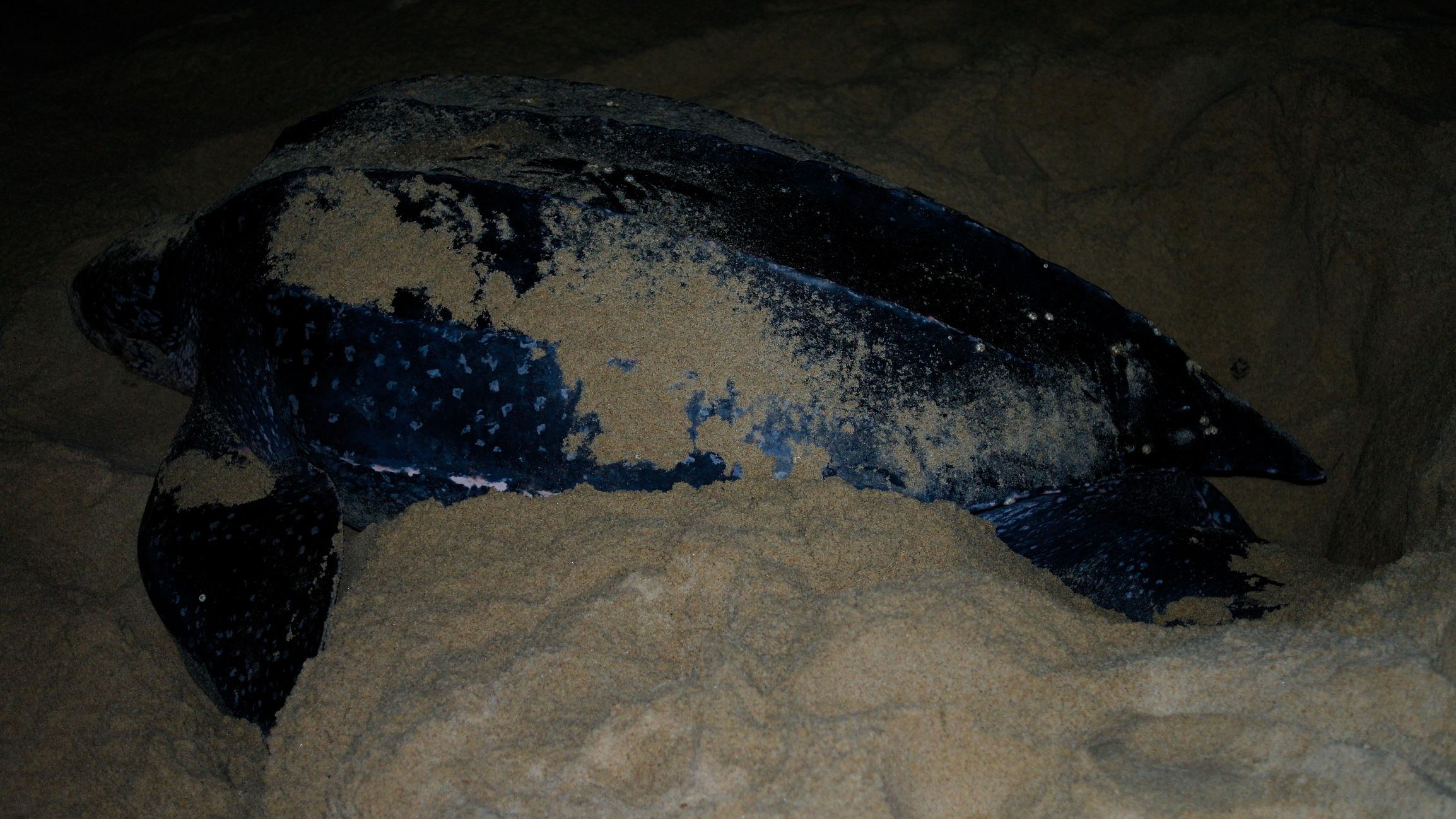 10 Unique (But Rare) Animals To See Around The World