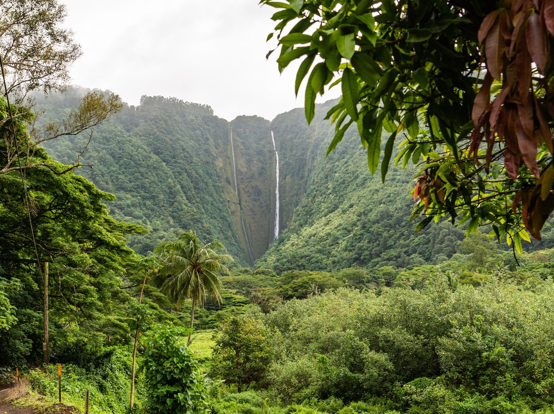 Akaka Falls State Park's Flora & Fauna: Discovering The Park's Rich ...