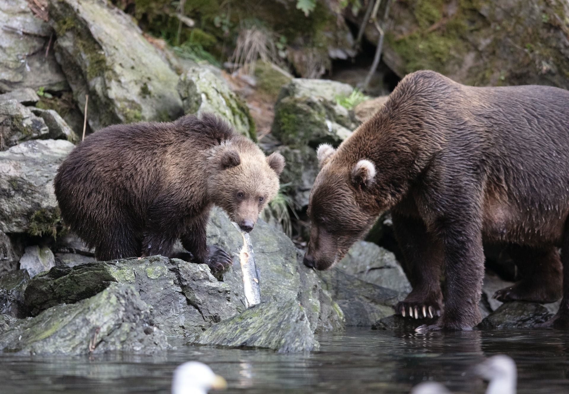 8 Things To Do In Kodiak: Complete Guide To Wildlife, Scenic Views, & More