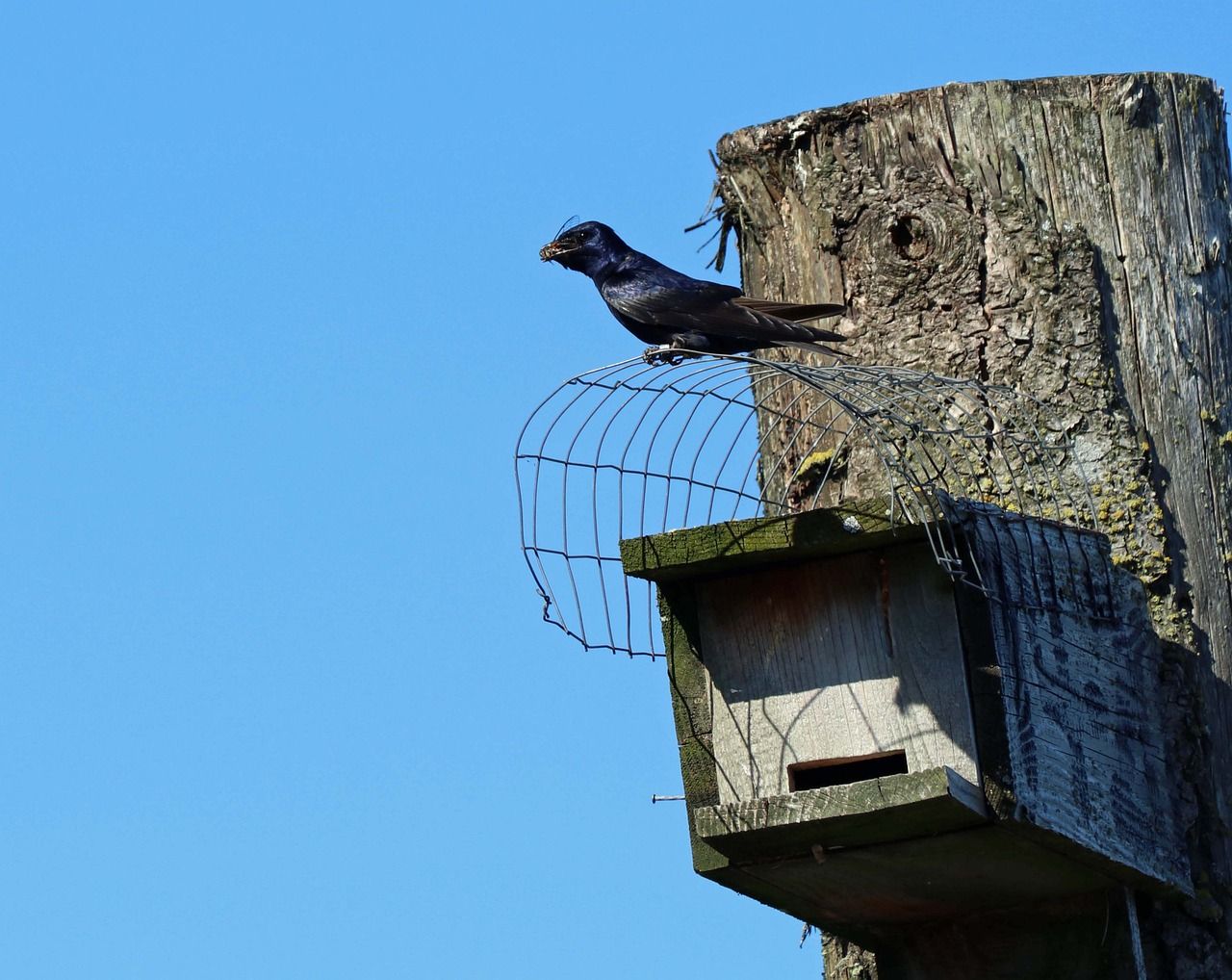 Swallow Birding Showcase: Where To See The Biggest Purple Martin ...