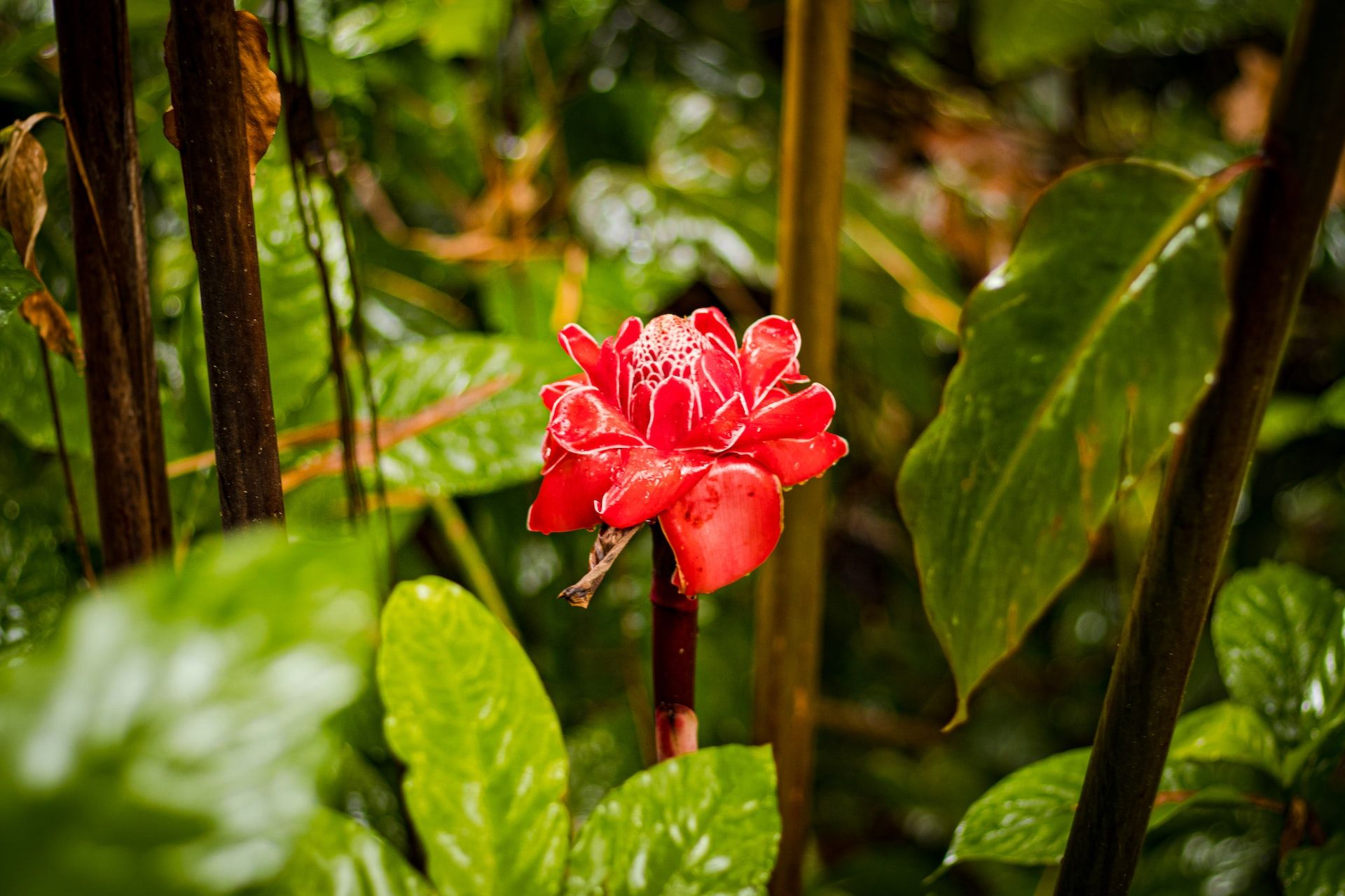 Akaka Falls State Park's Flora & Fauna: Discovering The Park's Rich ...