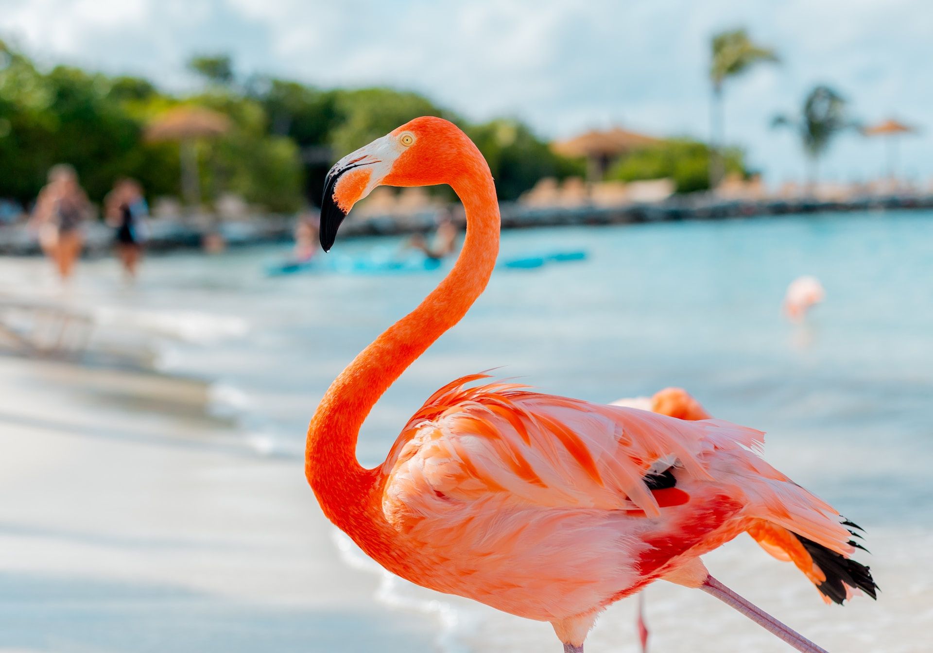 14 Things To Do In Oranjestad: Complete Guide To Visiting Aruba's ...