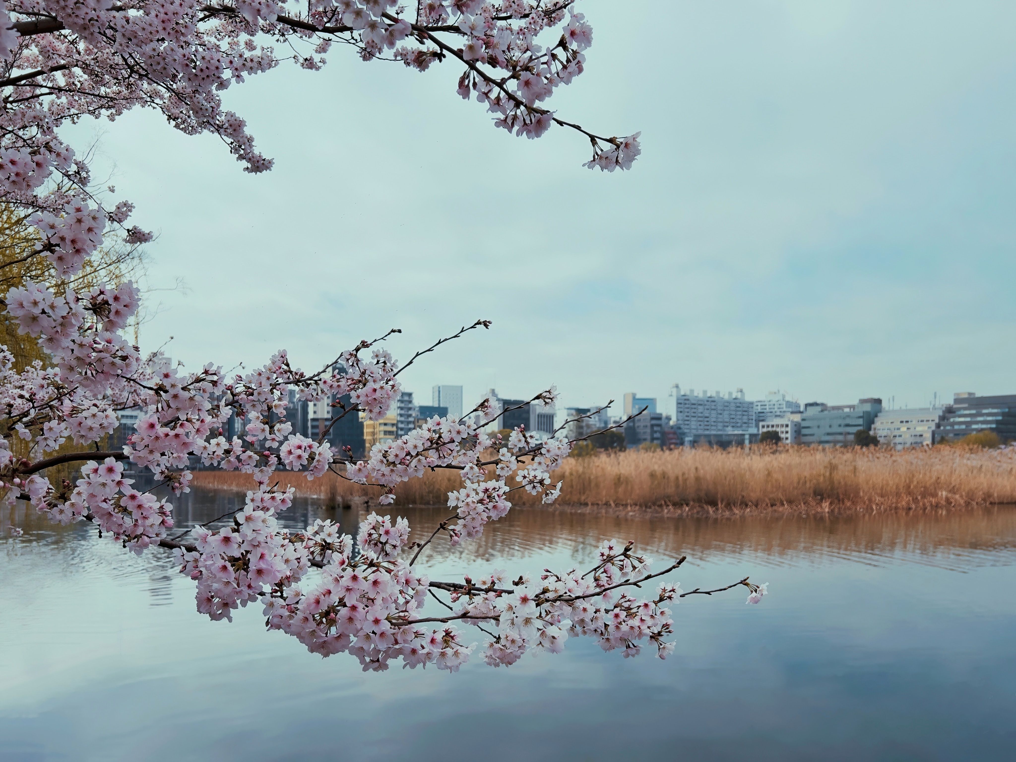 14 Top Michelin-Star Restaurants To Dine In Tokyo, Japan