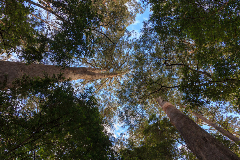 The 14 Tallest Trees In The World (& Where To See Them)