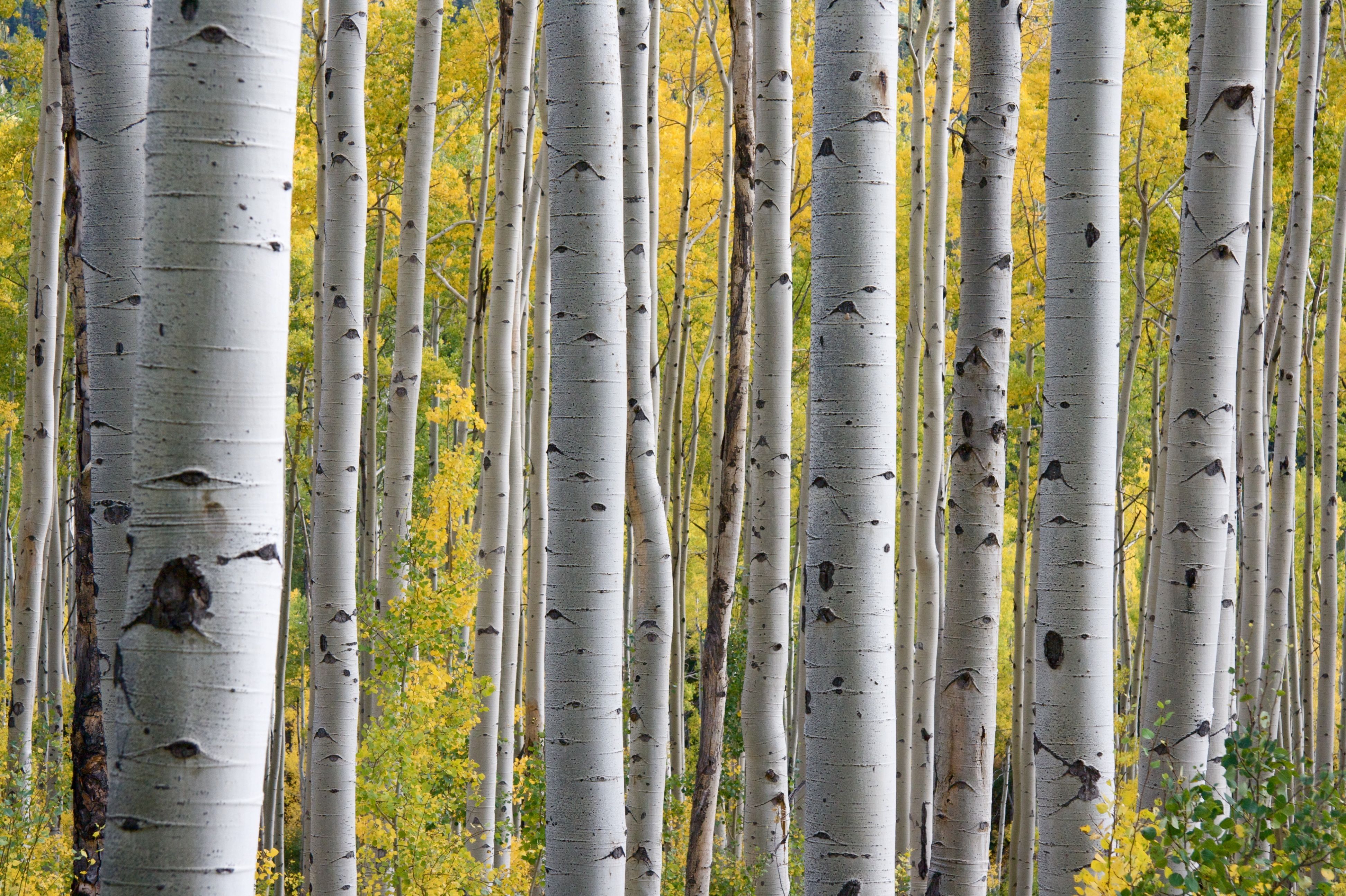 "I Spread": Why Utah's Pando Tree, The Largest In The World, Is So ...