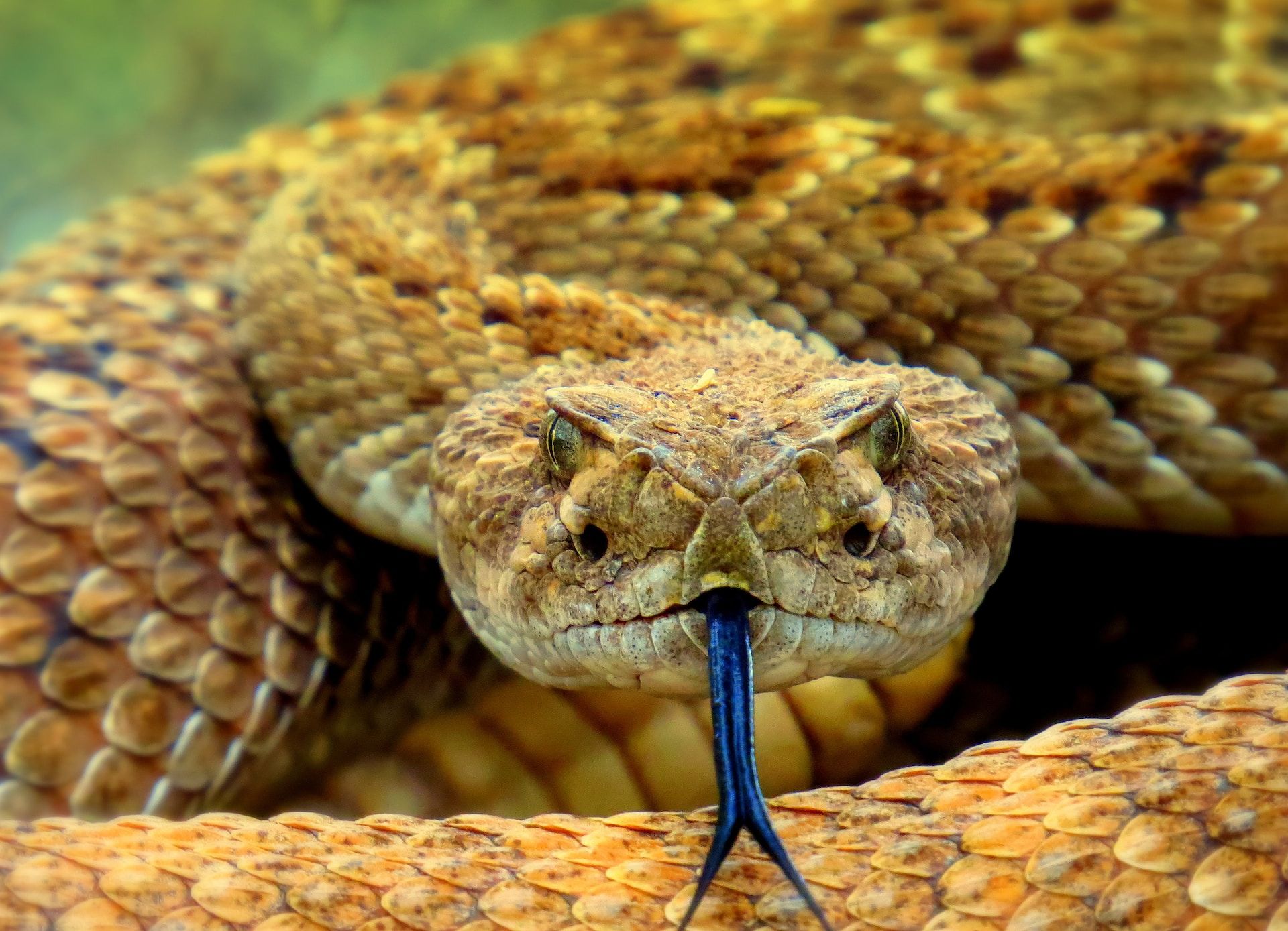 Inside The American International Rattlesnake Museum: A Fascinating ...