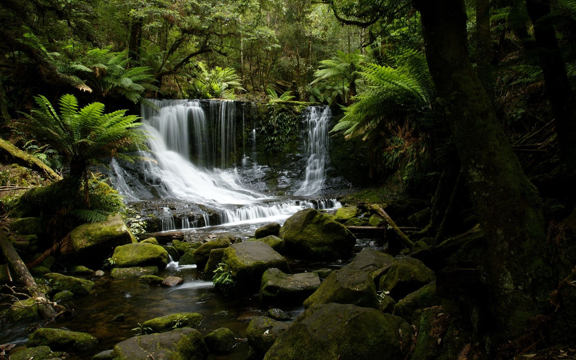 Ancient Magic: 10 Of The Oldest Living Forests Around The World