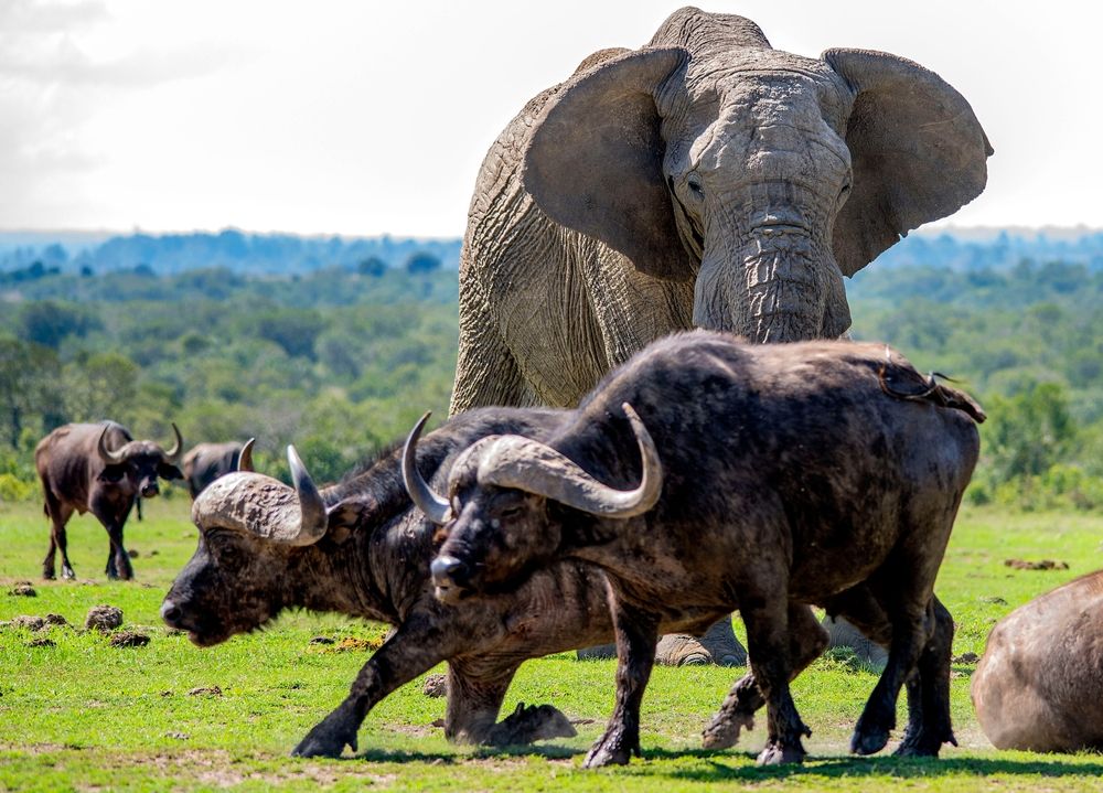 Going On A Safari? Tick These 10 Popular African Animals Off The Bucket ...