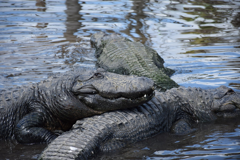 10 Tourist Traps In Florida To Skip, Plus Alternatives To Visit Instead