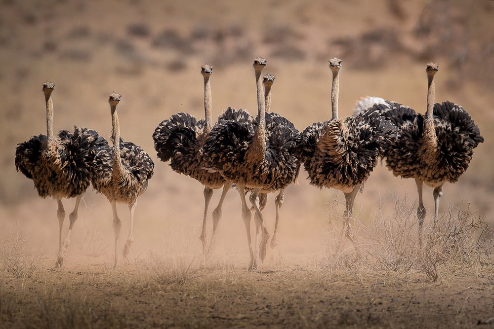 Going On A Safari? Tick These 10 Popular African Animals Off The Bucket ...