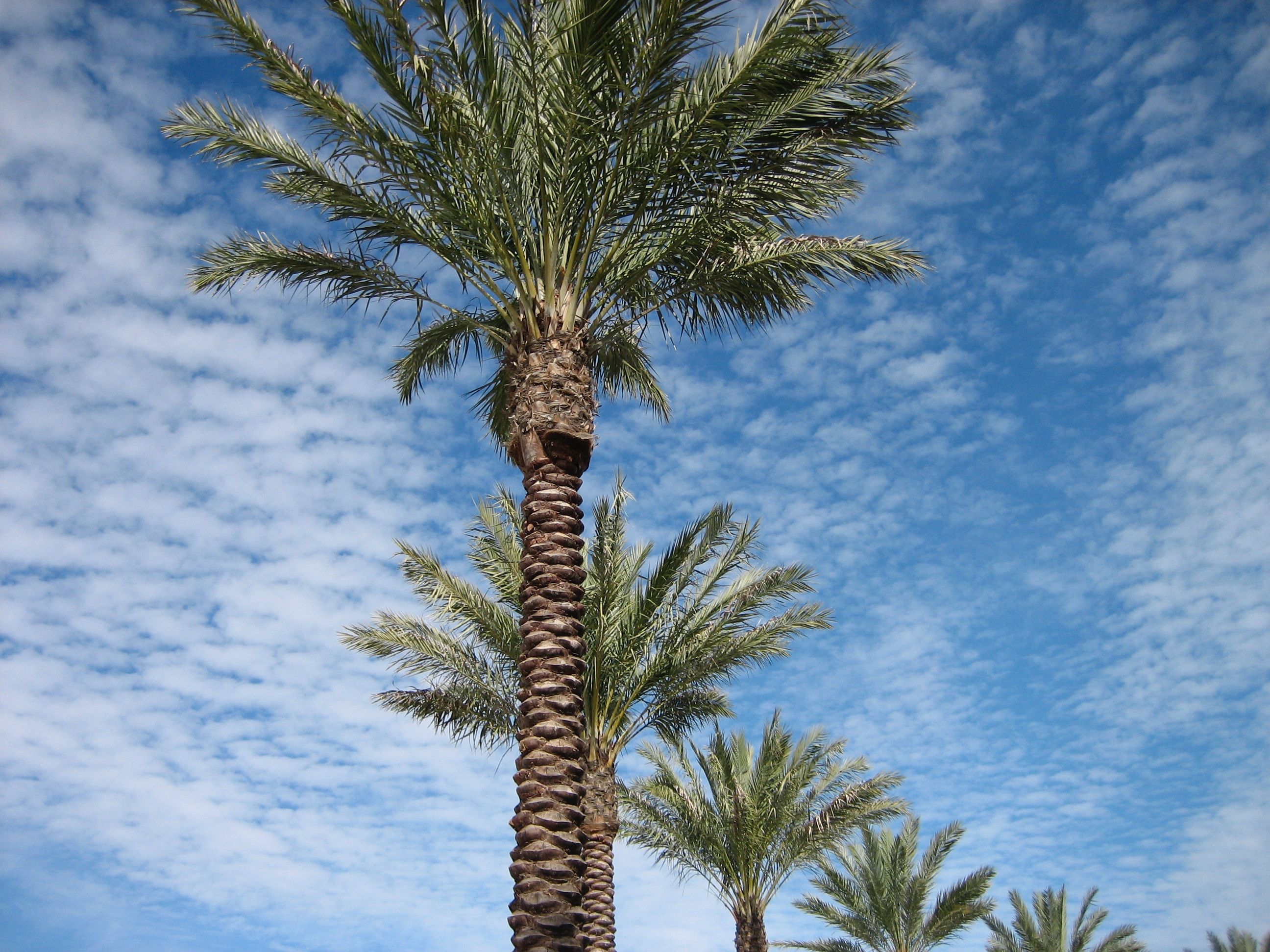 15 Things To Do In St. Petersburg: Complete Guide To Skipping Tampa