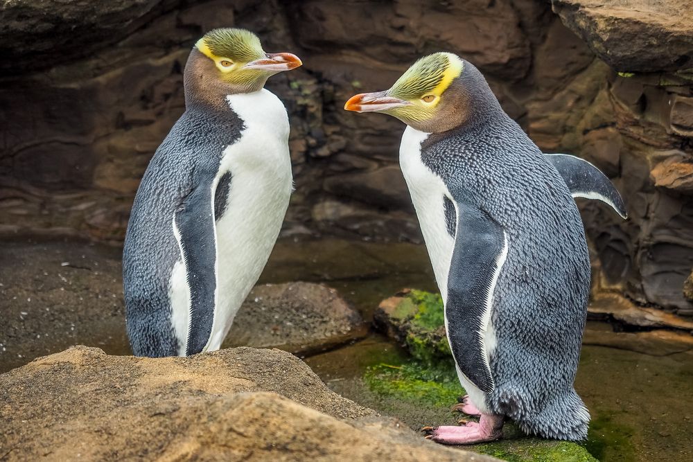 Here Are 10 Places In The World To See Penguins In The Wild