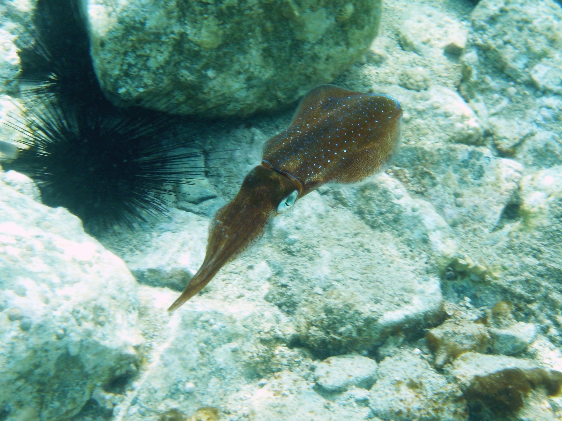 10 Best Snorkeling Spots In St Thomas For Unforgettable Aquatic Adventures