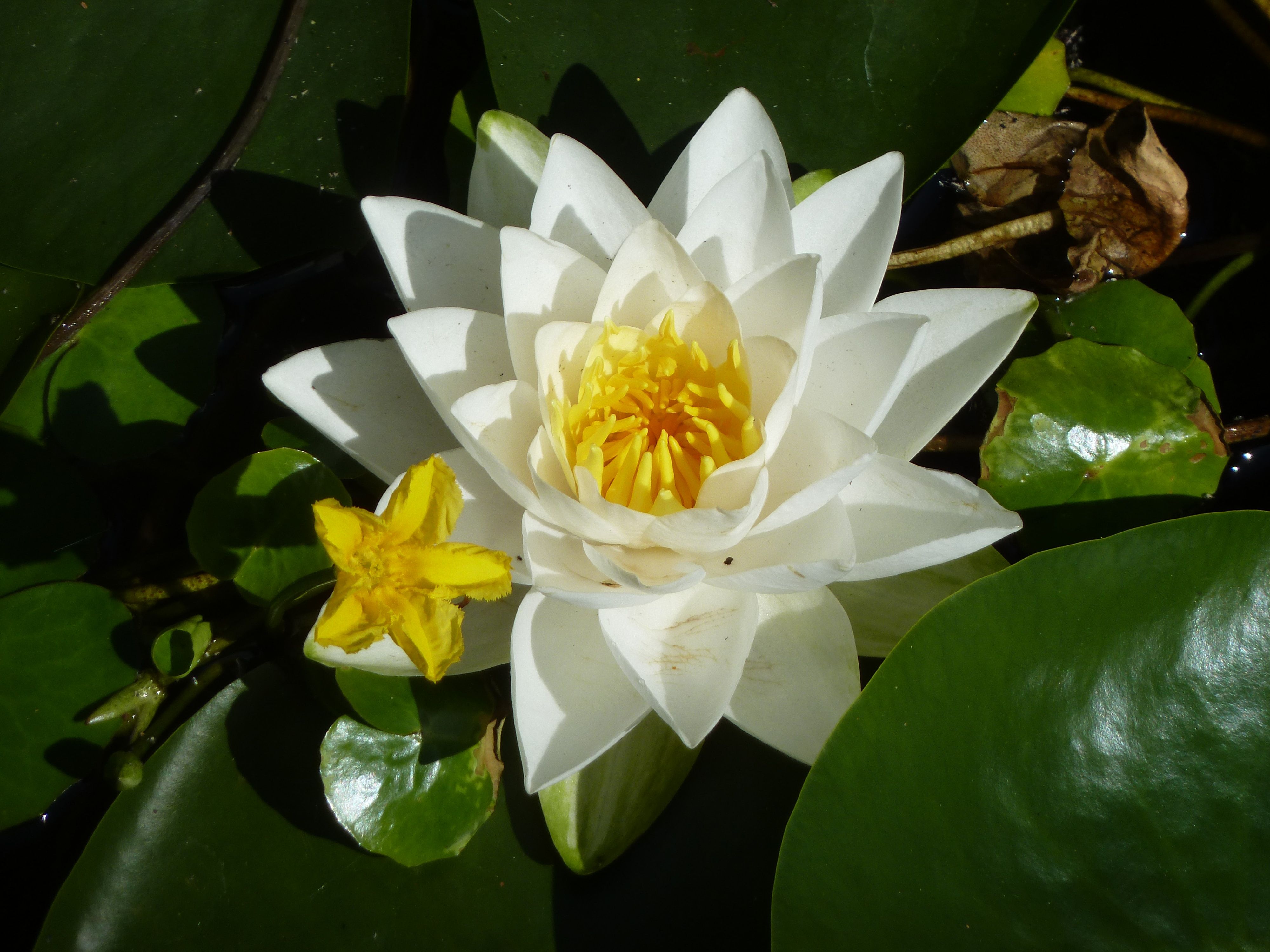10 Best Maui Gardens Where You Can Explore Nature's Oasis & Botanical ...