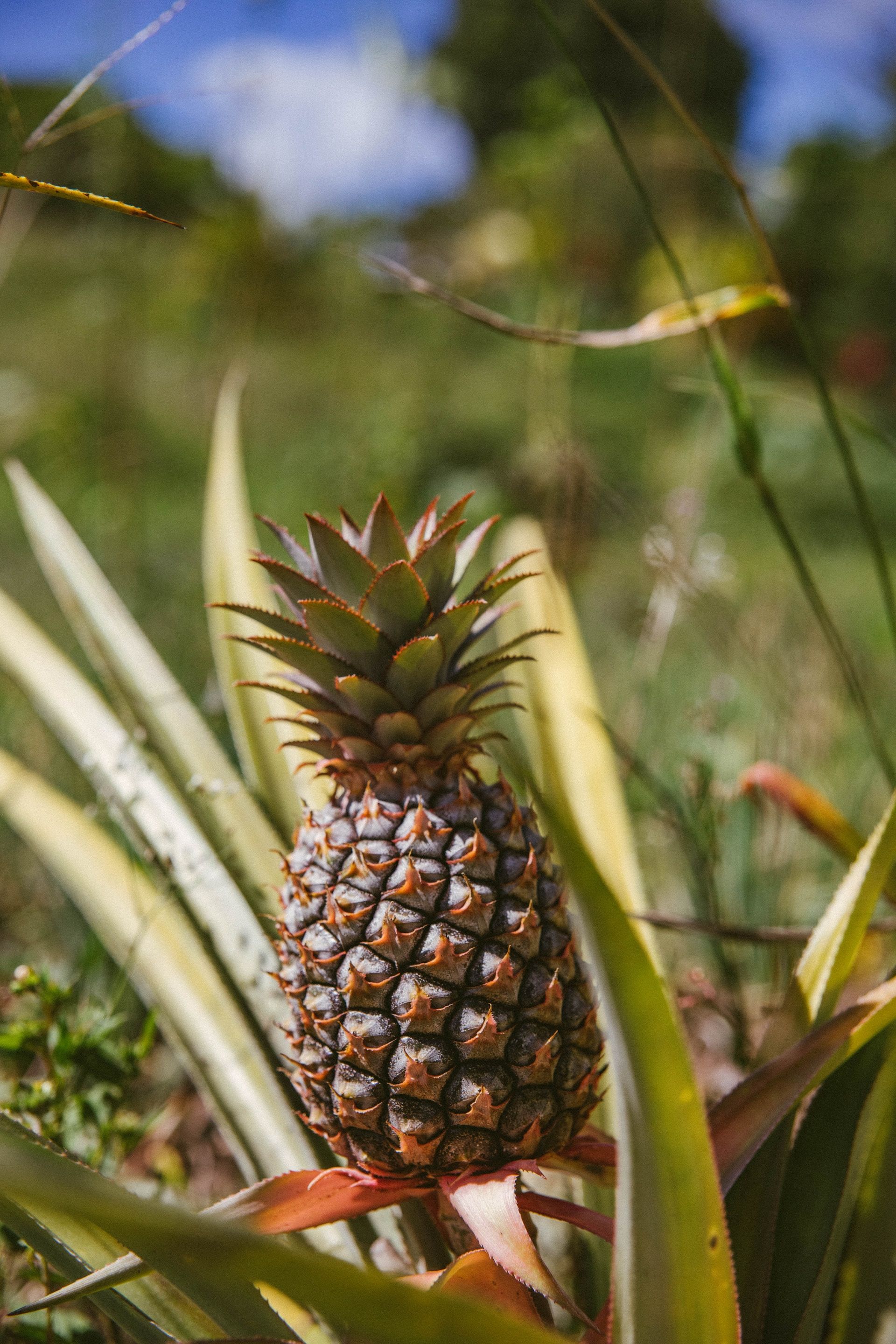 10 Best Pineapple Farms To Visit In Hawaii