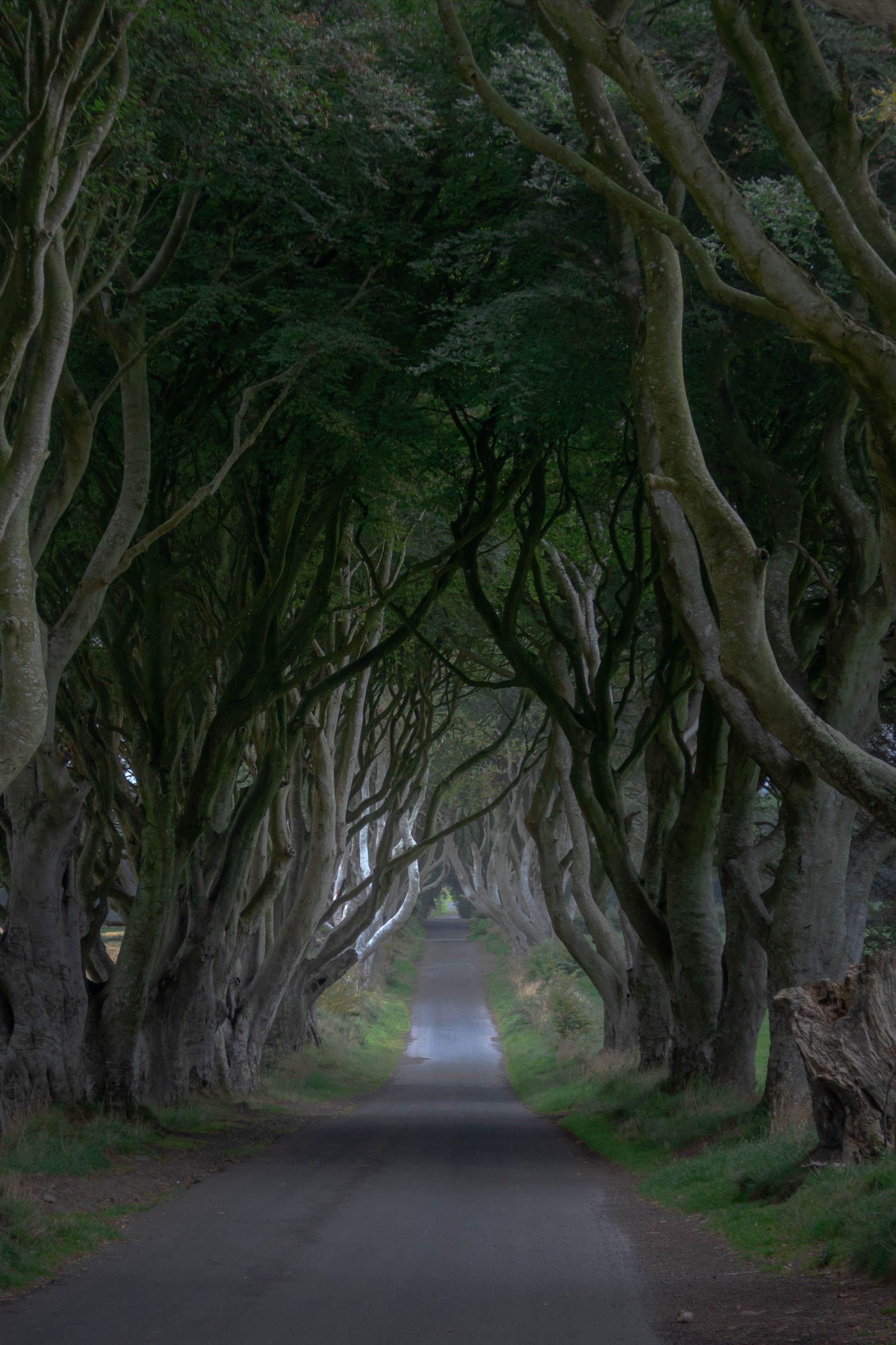 Visit The Dark Hedges: One of The Most Enchanting Places In Northern ...