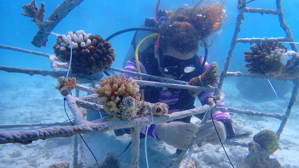 モルディブについてあなたが知らないかもしれない 10 のこと - 世界の顔