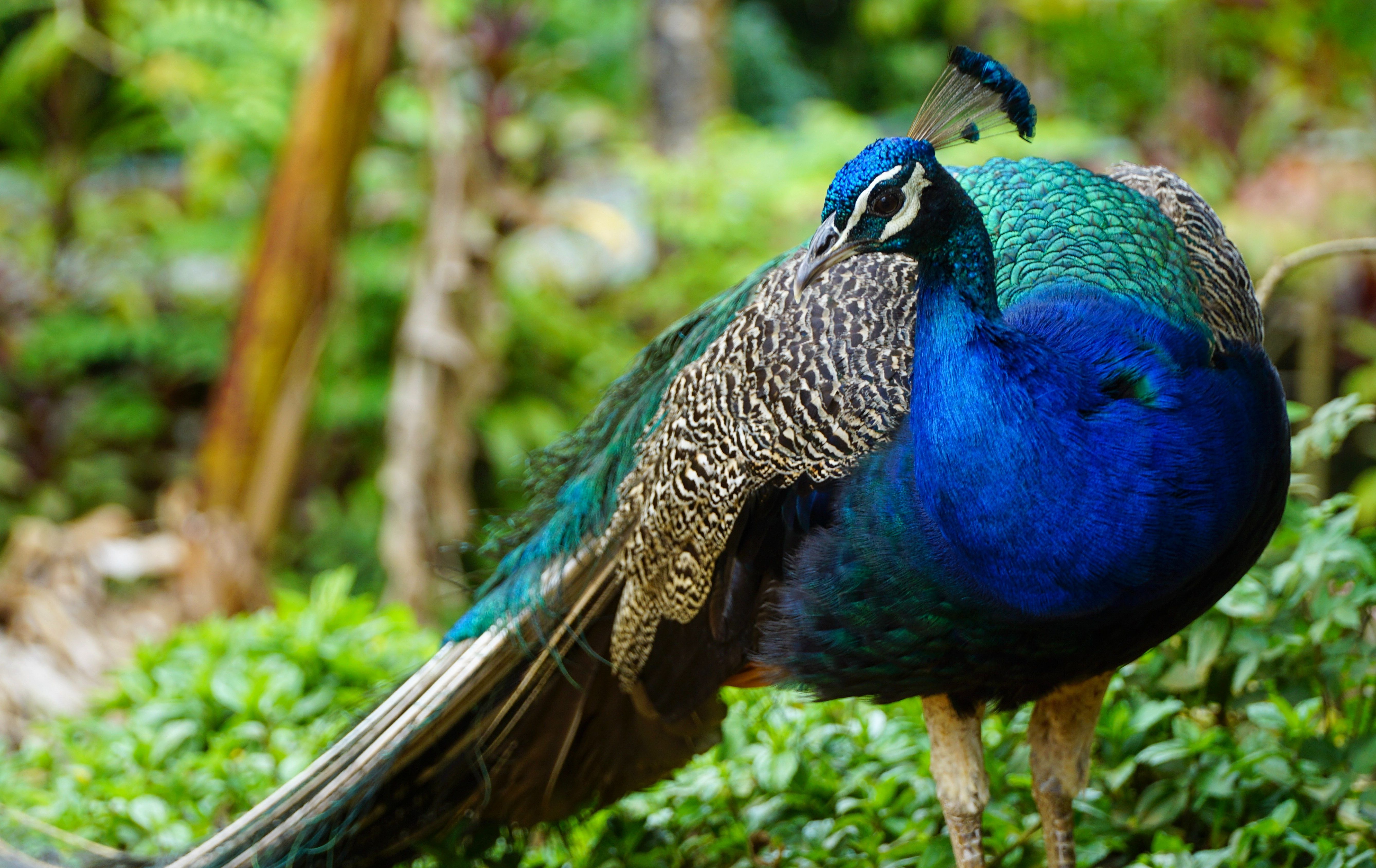 10 Best Maui Gardens Where You Can Explore Nature's Oasis & Botanical ...