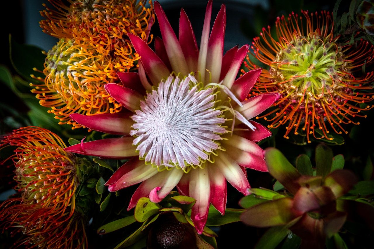 10 Best Maui Gardens Where You Can Explore Nature's Oasis & Botanical ...