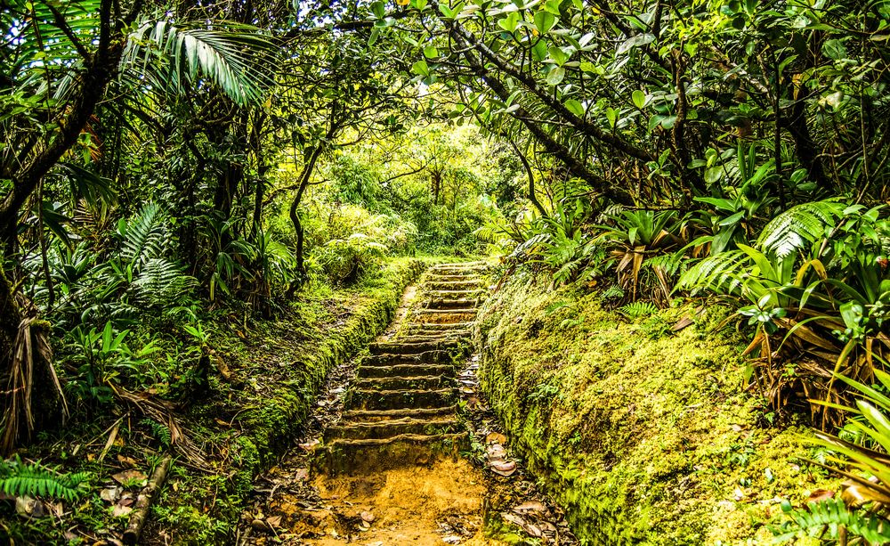 10 Things To Do In Dominica: Complete Guide To The Caribbean's Best ...