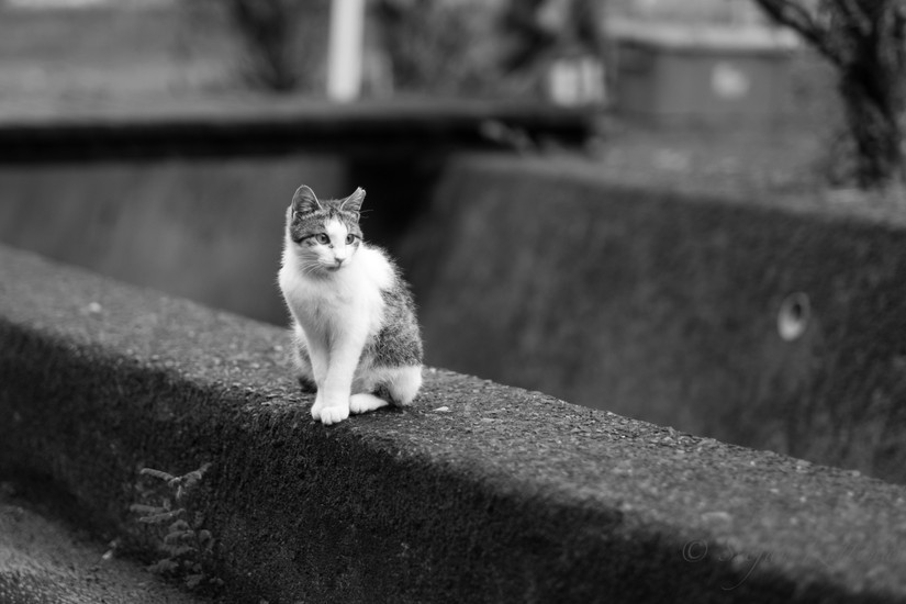 16 Things You Need To Know About Cat Island Before Visiting