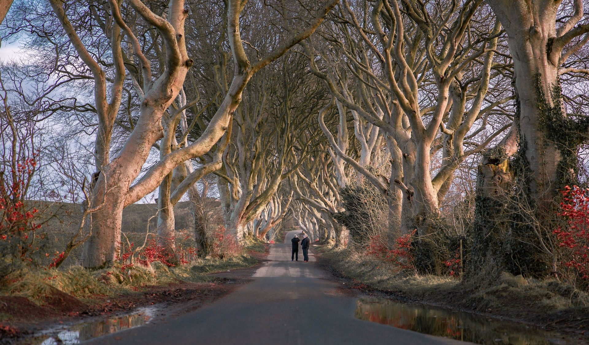 Visit The Dark Hedges: One of The Most Enchanting Places In Northern ...